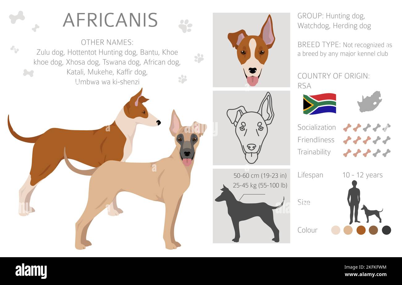 Africanis clipart. Different poses, coat colors set. Vector ...