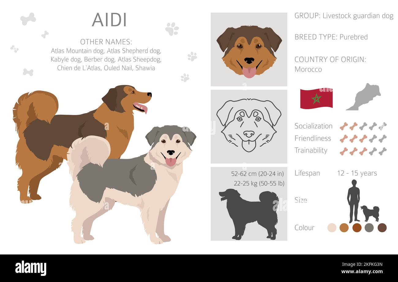 What Is The Breed Of Aidi