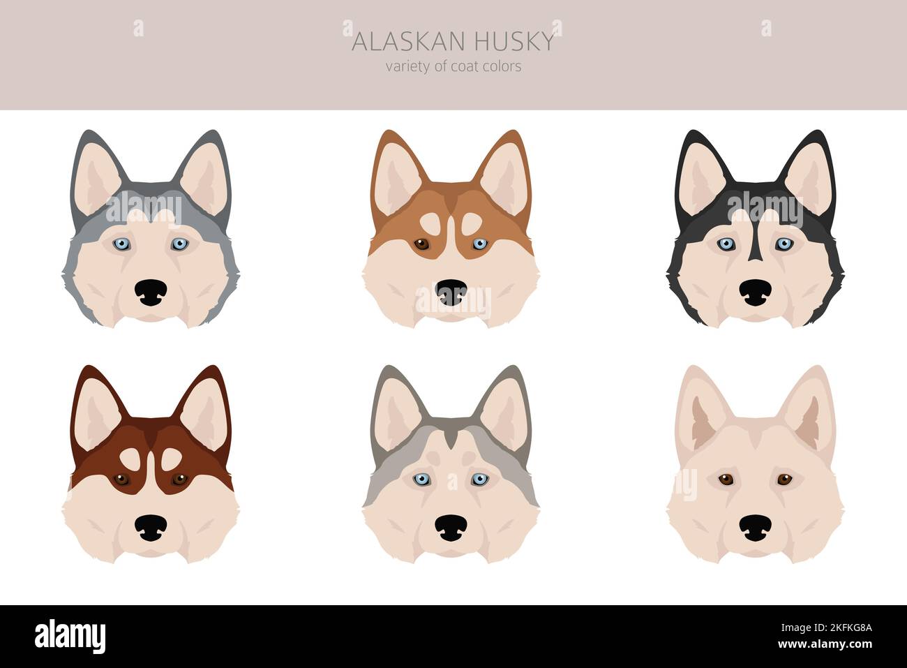 Alaskan husky clipart. Different poses, coat colors set. Vector ...