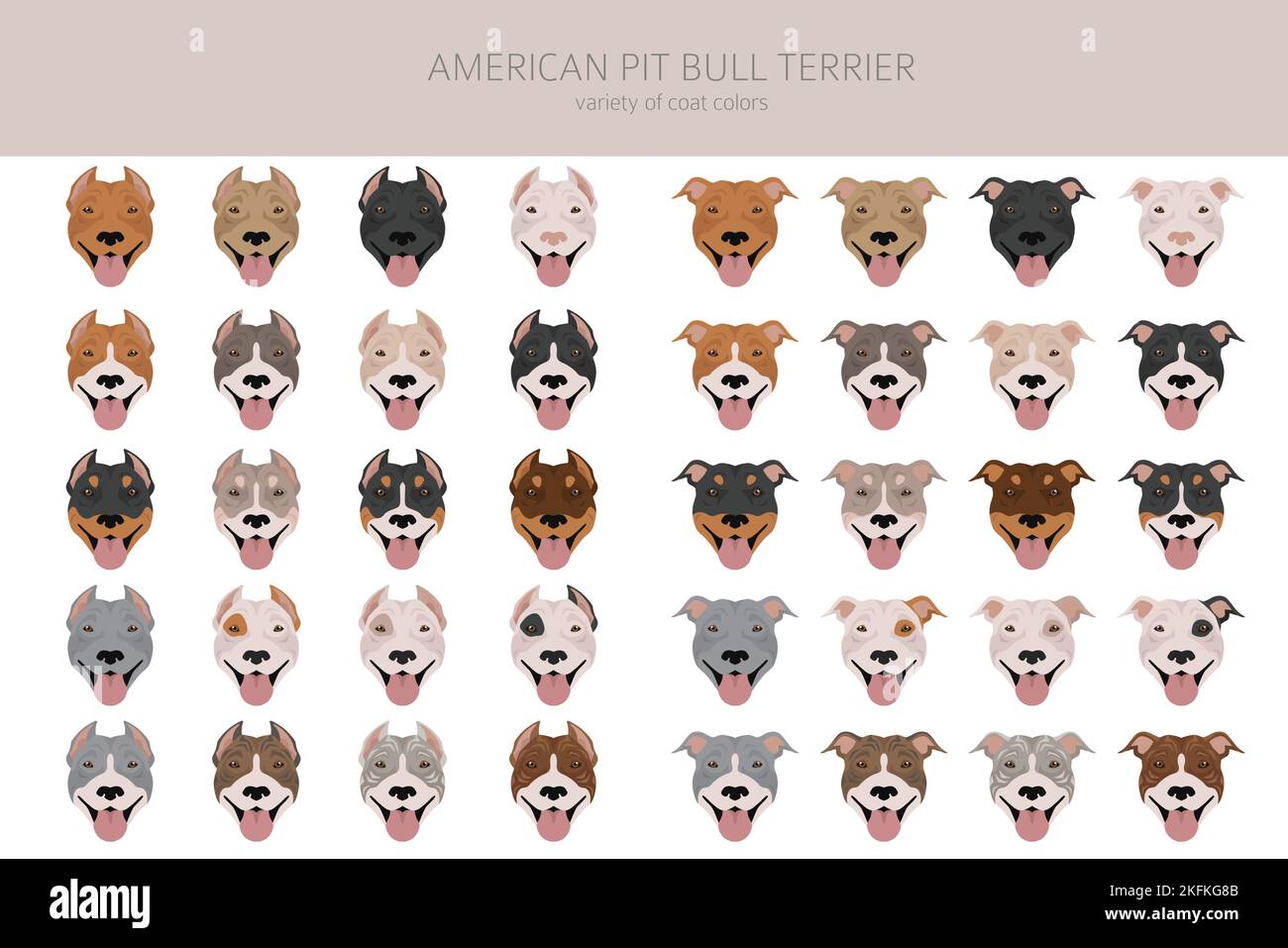 American pit bull terrier dogs clipart. Color varieties, infographic ...