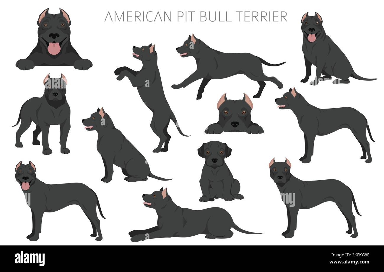 American pit bull terrier dogs clipart. Color varieties, infographic ...