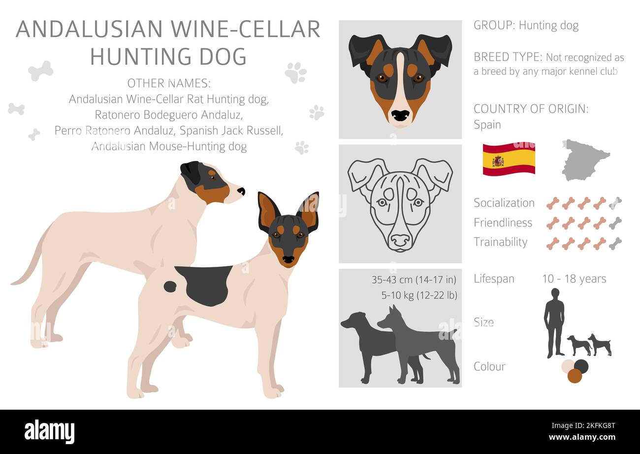 Andalusian Wine-cellar rat hunting dog clipart. Different poses, coat ...