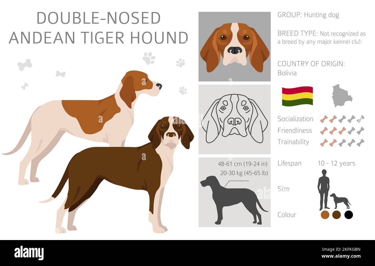 Andean Tiger Hound