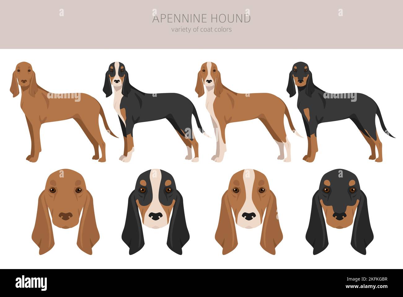 Apennine hound clipart. Different poses, coat colors set. Vector illustration Stock Vector Image ...