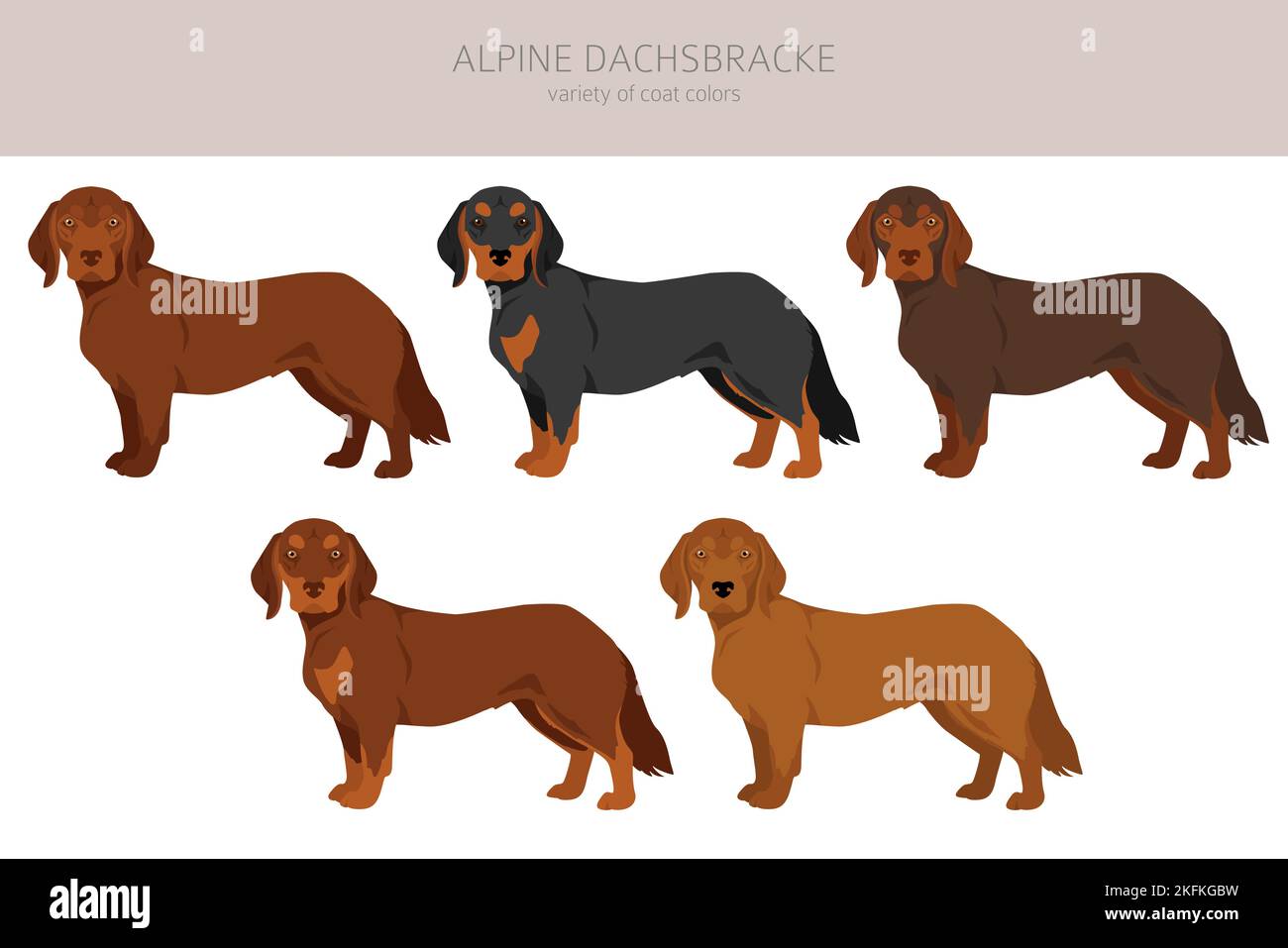 What Color Are Alpine Dachsbracke Dogs