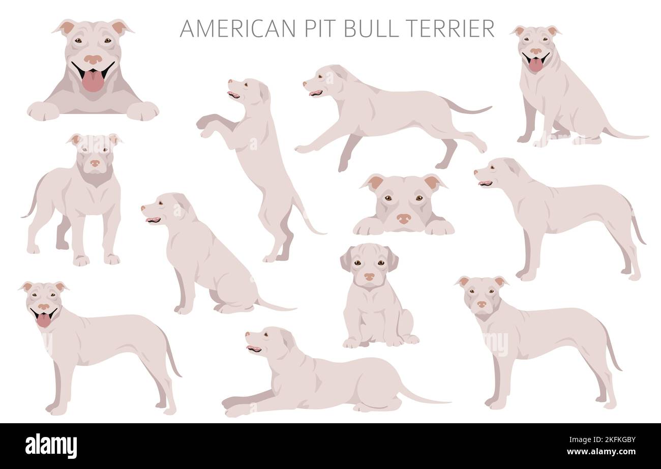 American pit bull terrier dogs clipart. Color varieties, infographic ...