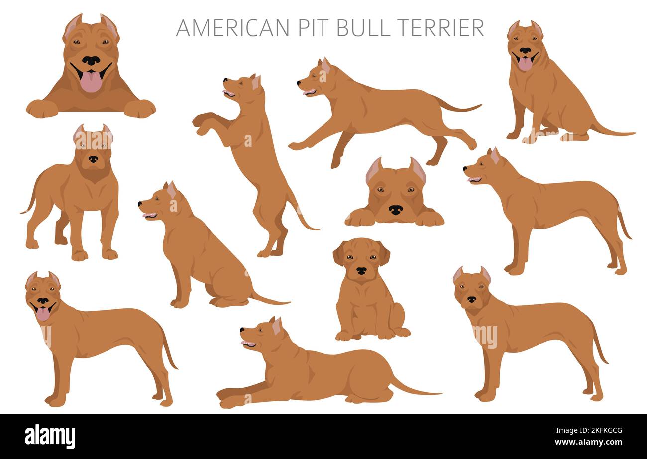 American pit bull terrier dogs clipart. Color varieties, infographic ...