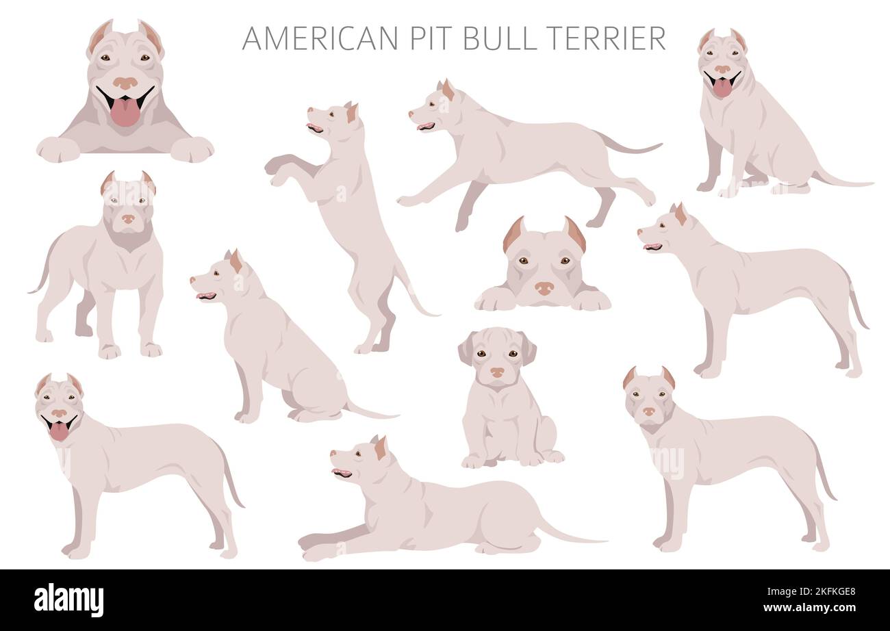 American pit bull terrier dogs clipart. Color varieties, infographic ...