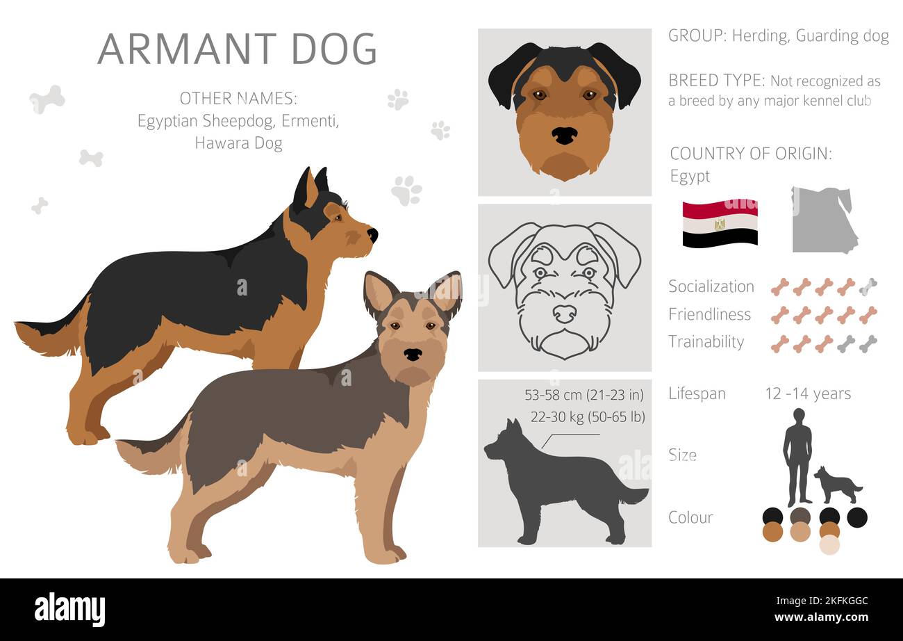 Armant dog clipart. Different poses, coat colors set. vector ...
