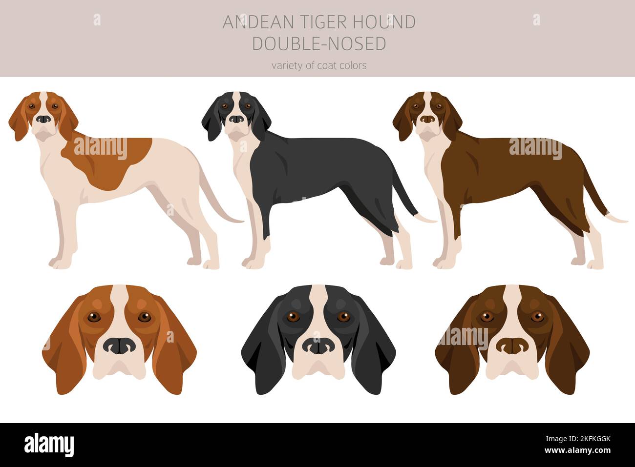 Andean Tiger hound double-nosed clipart. Different poses, coat colors ...