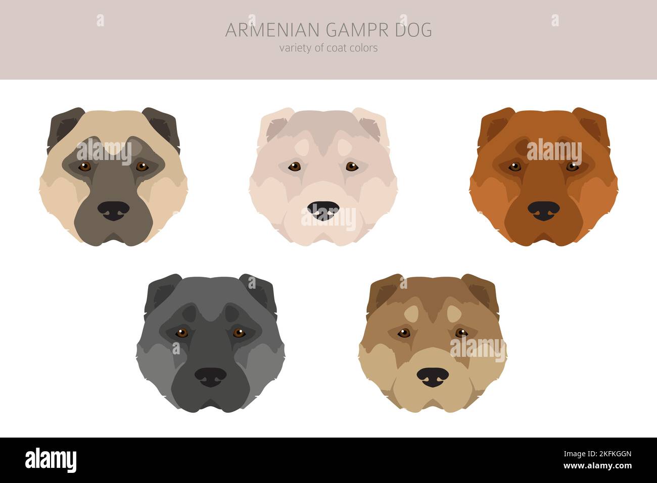 Armenian gampr dog Stock Vector Images - Alamy