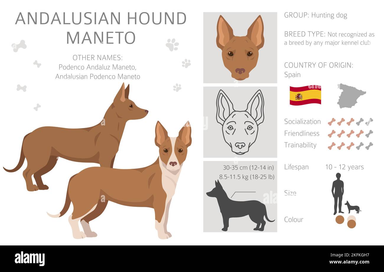 Andalusian hound maneto hi-res stock photography and images - Alamy