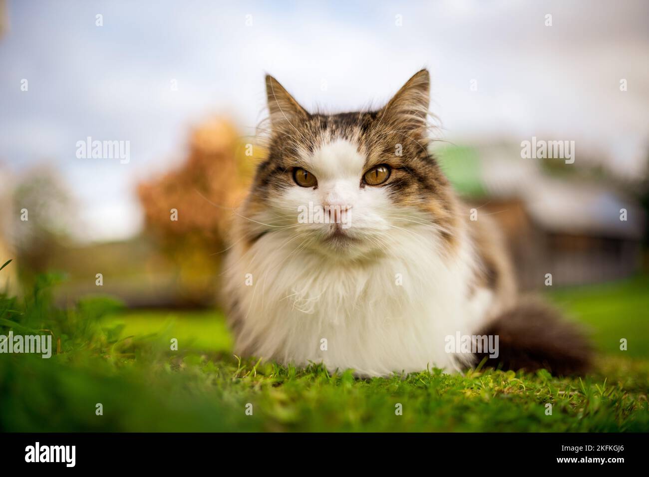 A selective focus shot of a Norwegian forest cat sitting with its paws ...