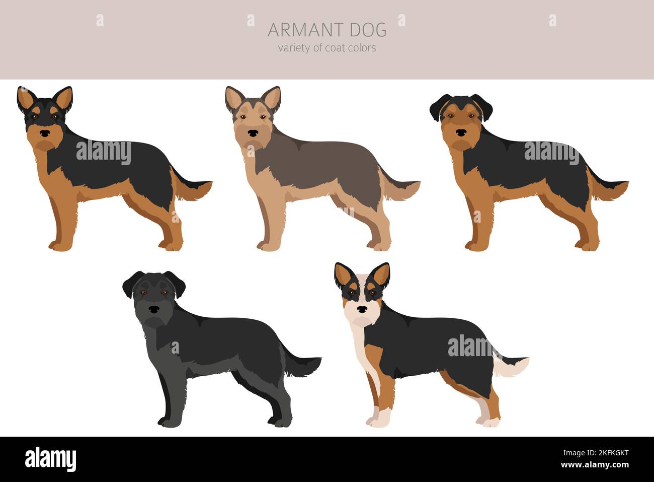 Armant dog clipart. Different poses, coat colors set. vector ...