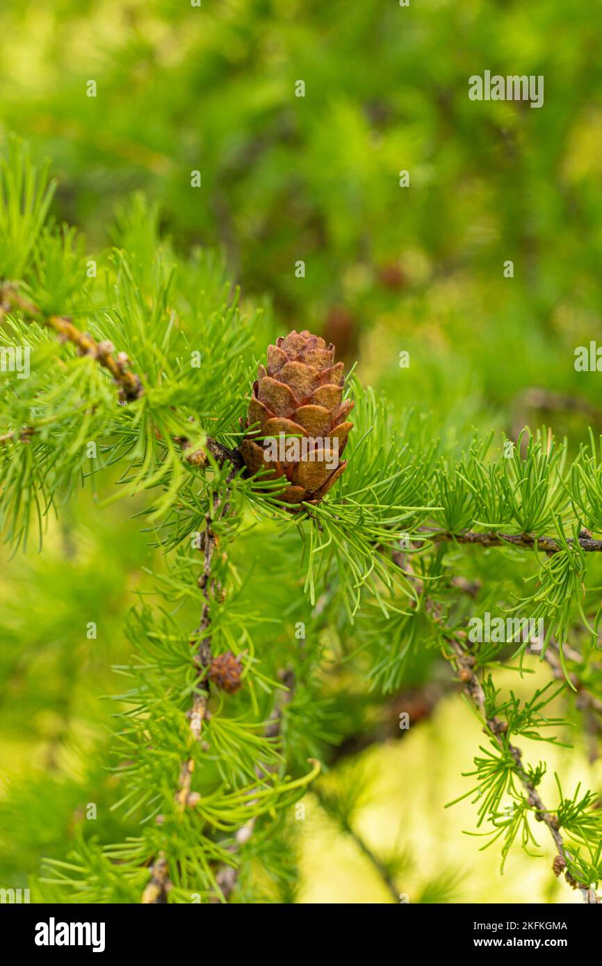 beautiful little cones on a larch branch Stock Photo - Alamy