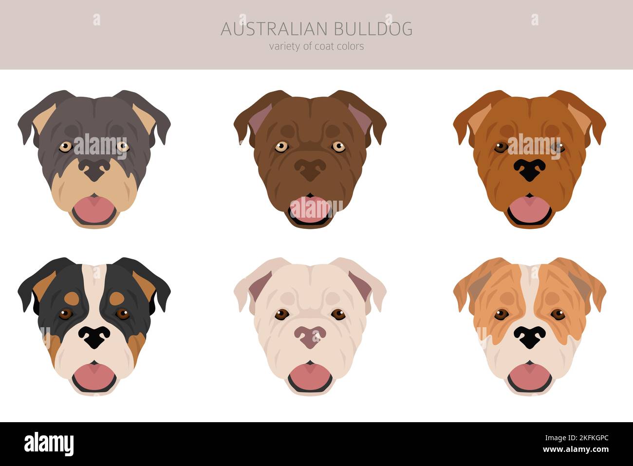 Australian bulldog clipart. All coat colors set. All dog breeds ...