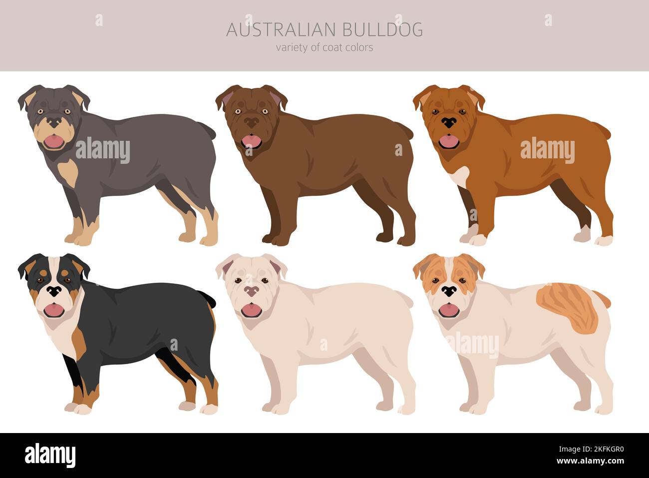 Australian bulldog clipart. All coat colors set. All dog breeds ...