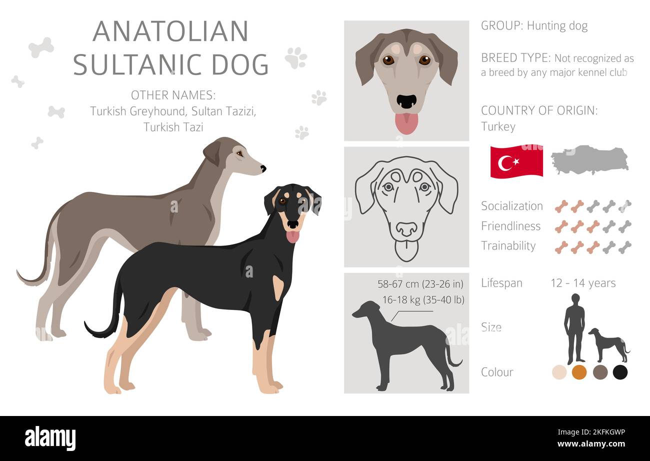 Anatolian Sultanic dog. Turkish greyhound clipart. Different poses ...
