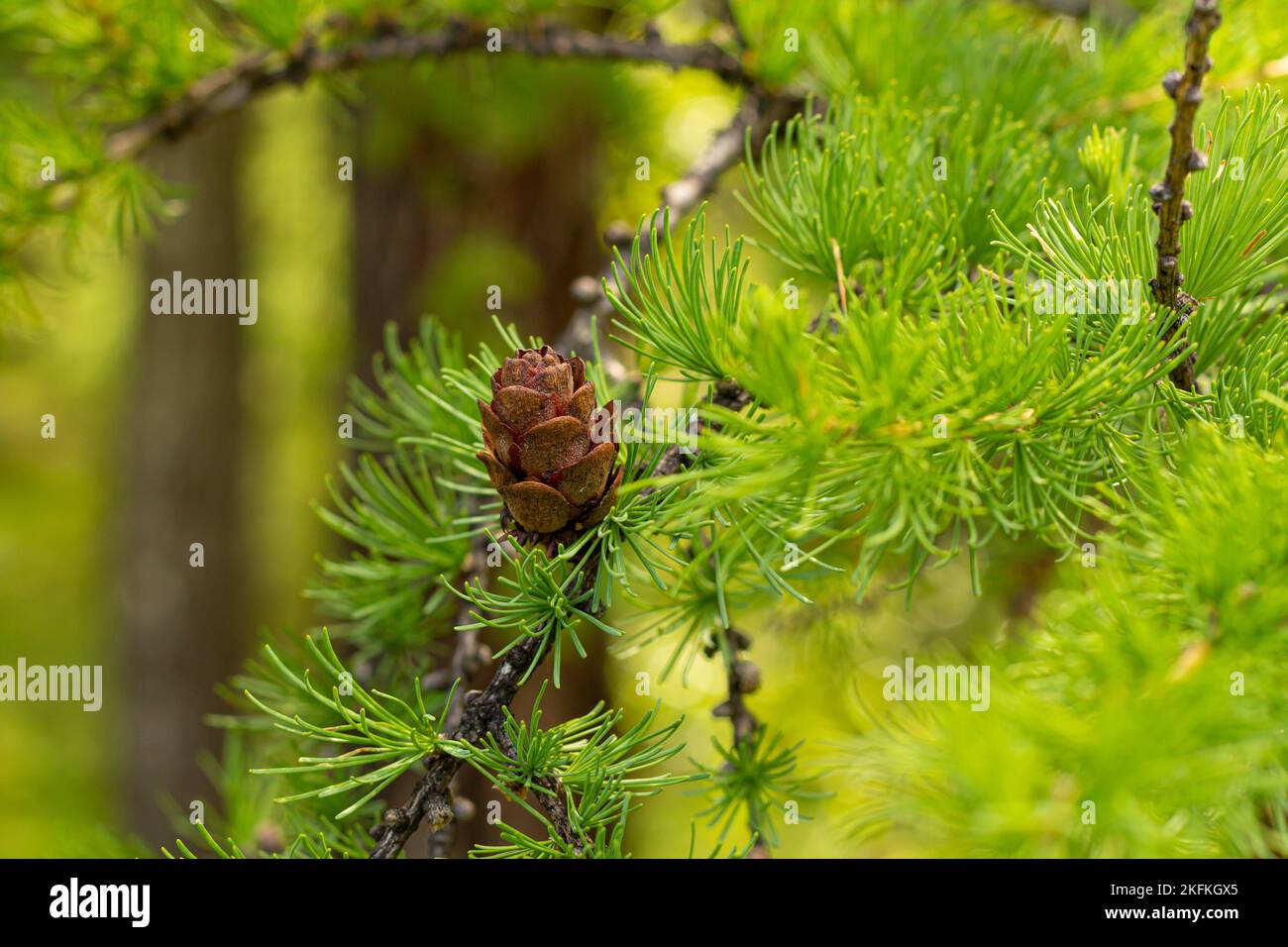Larch cone branch forest hi-res stock photography and images - Alamy