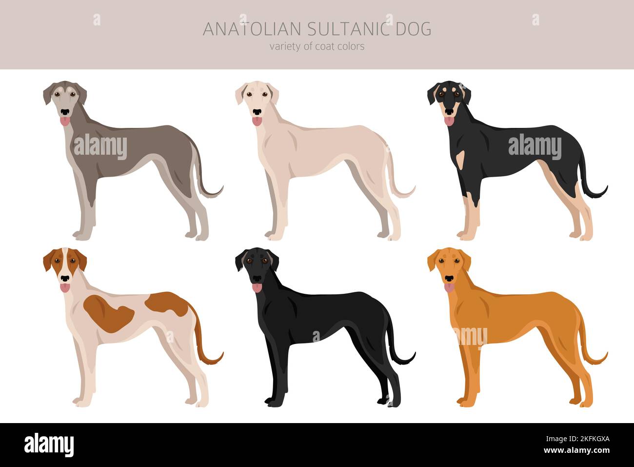 Anatolian Sultanic dog. Turkish greyhound clipart. Different poses ...