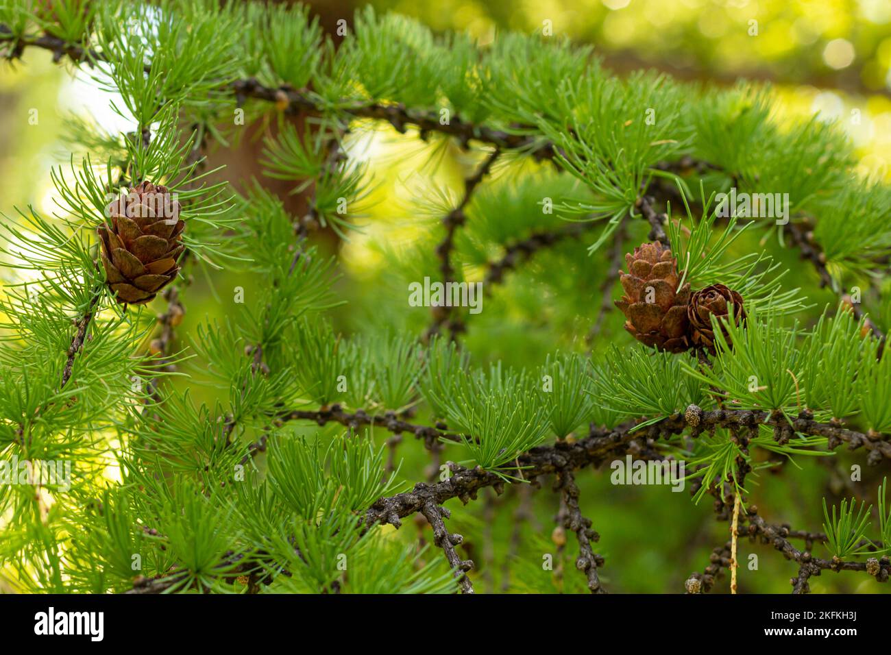 Beautiful fir tree cones on hi-res stock photography and images - Alamy