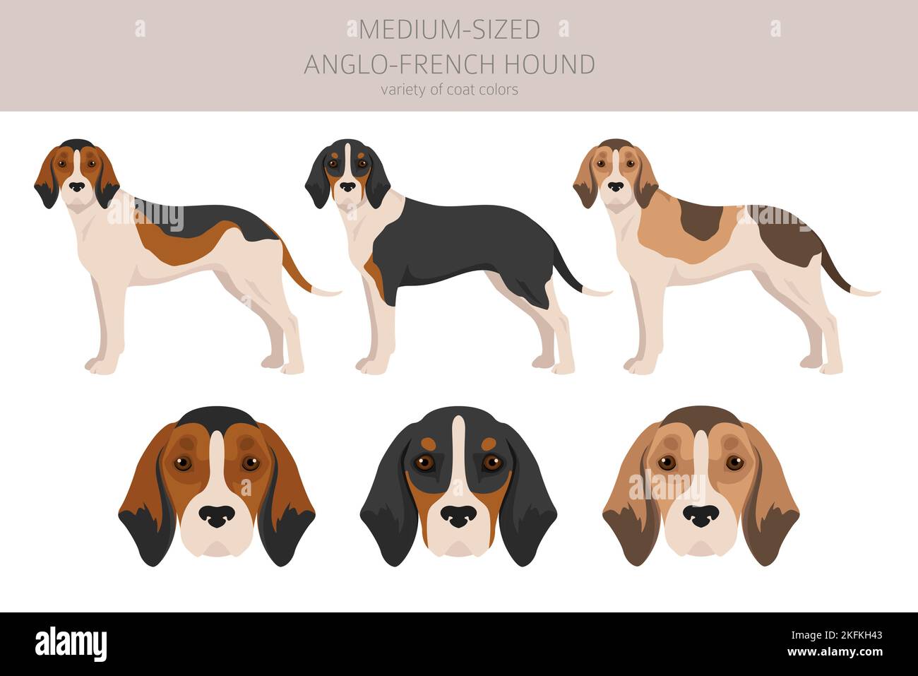 Medium sized Anglo-French hound clipart. Different poses, coat colors set. Vector illustration ...