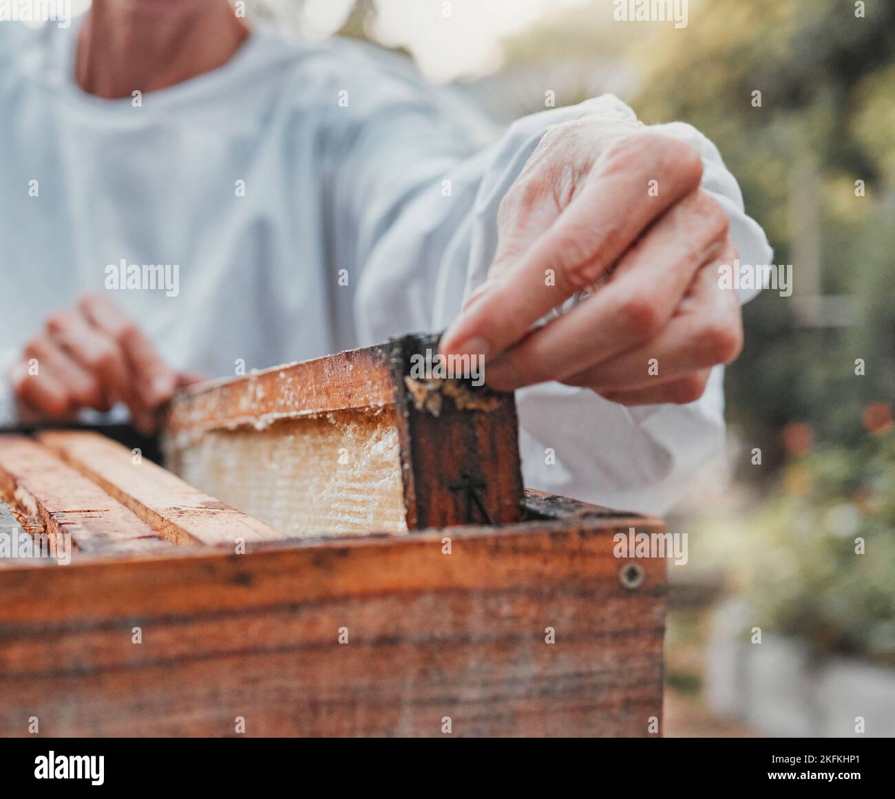 Beekeeping, production and beekeeper working with honey for sustainable ...