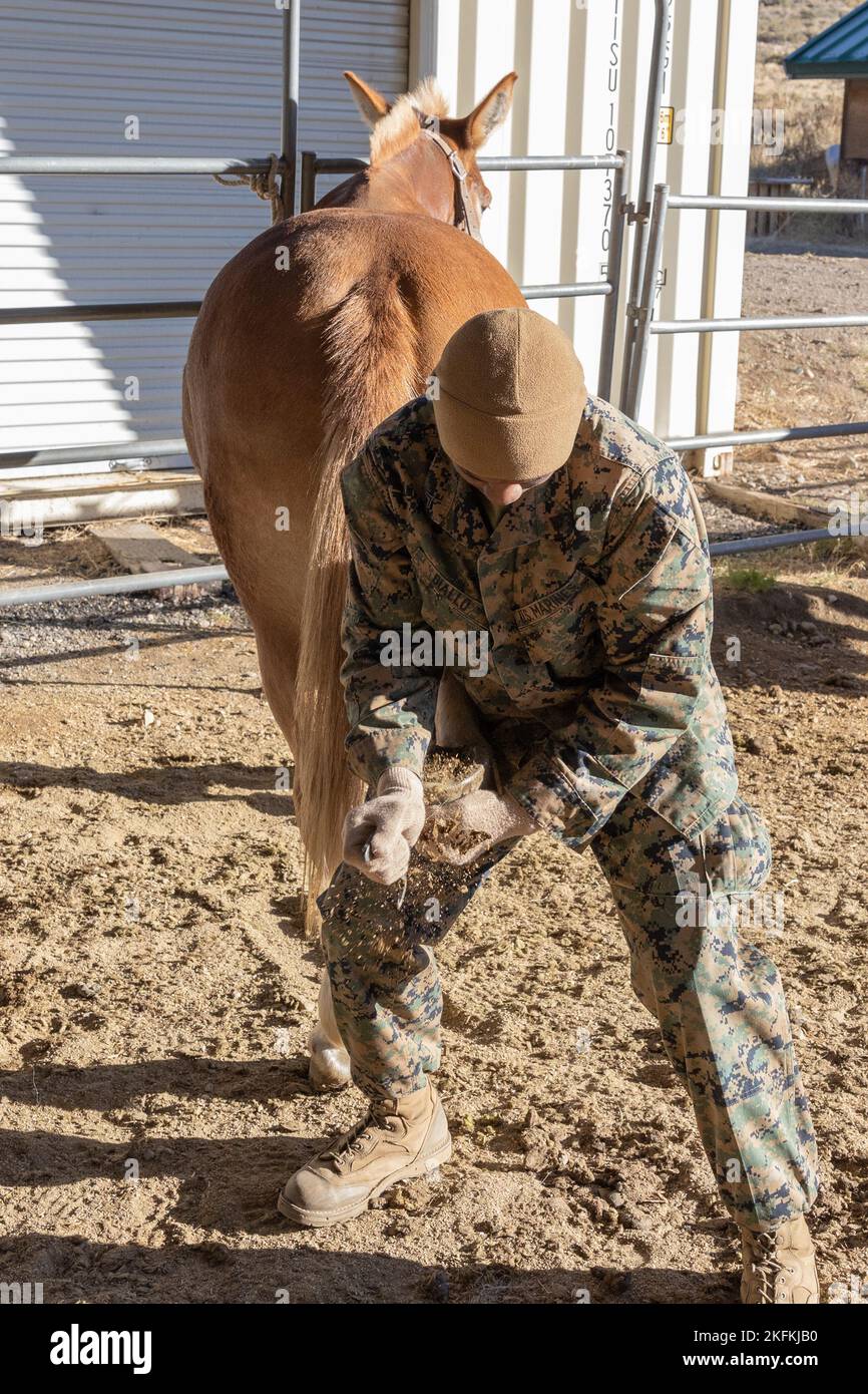 U.S. Marines Corps Cpl. Mamadou Dialla, an engineer with 8th Engineer ...