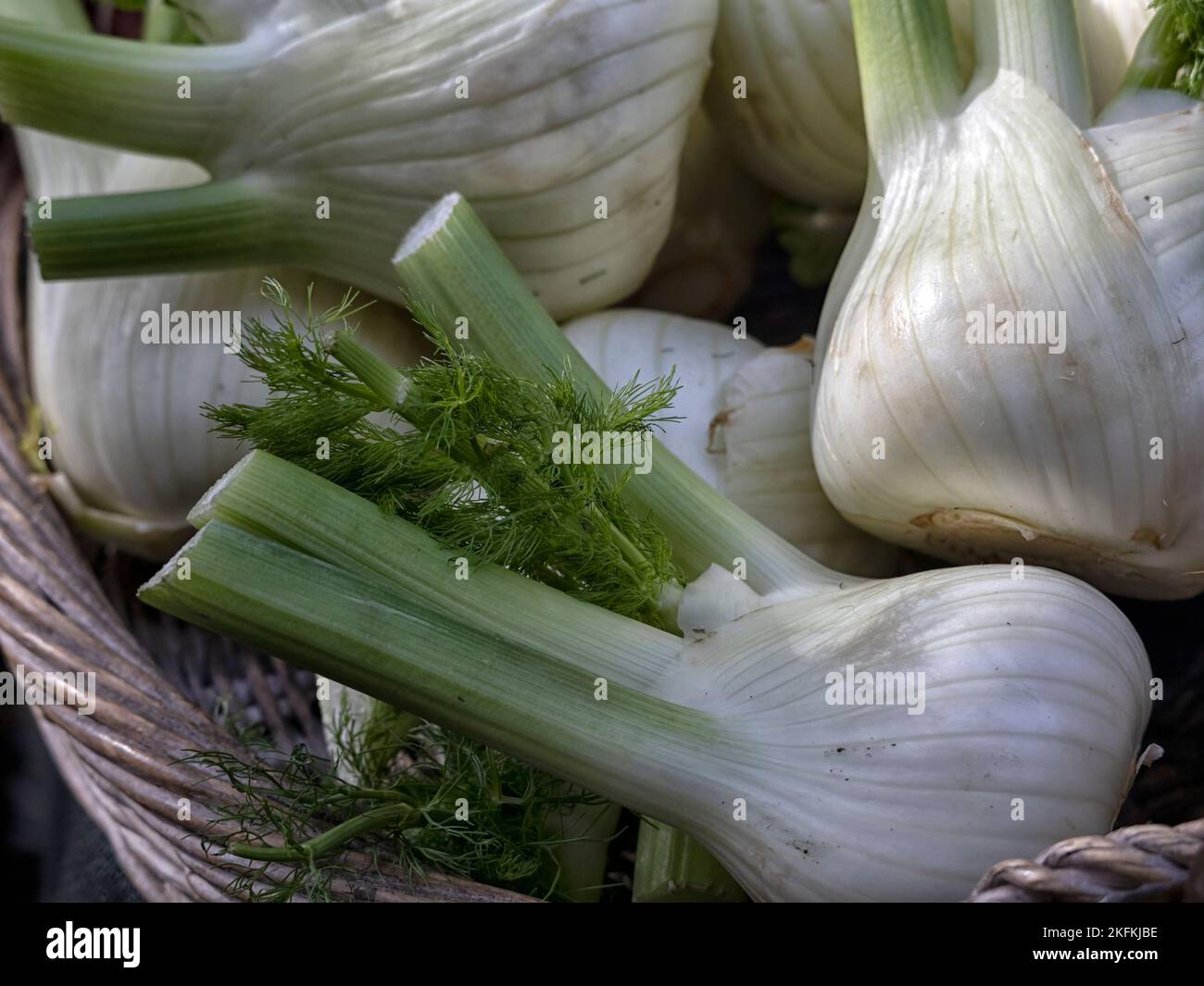 Fresh Florence fennel vegetables in a basket on a market stall Stock ...