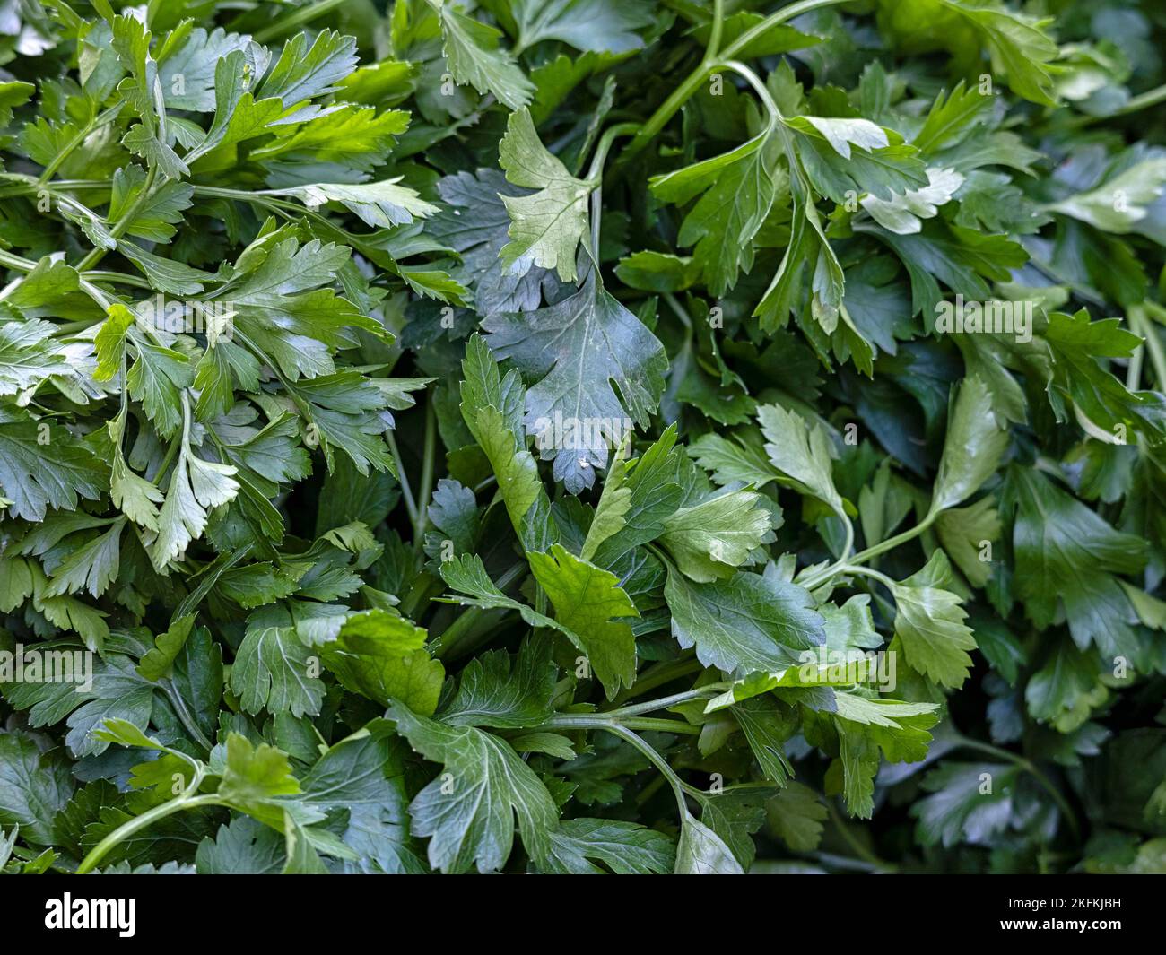Fresh flat leaf parsley herb on a greengrocer stall at a food market ...