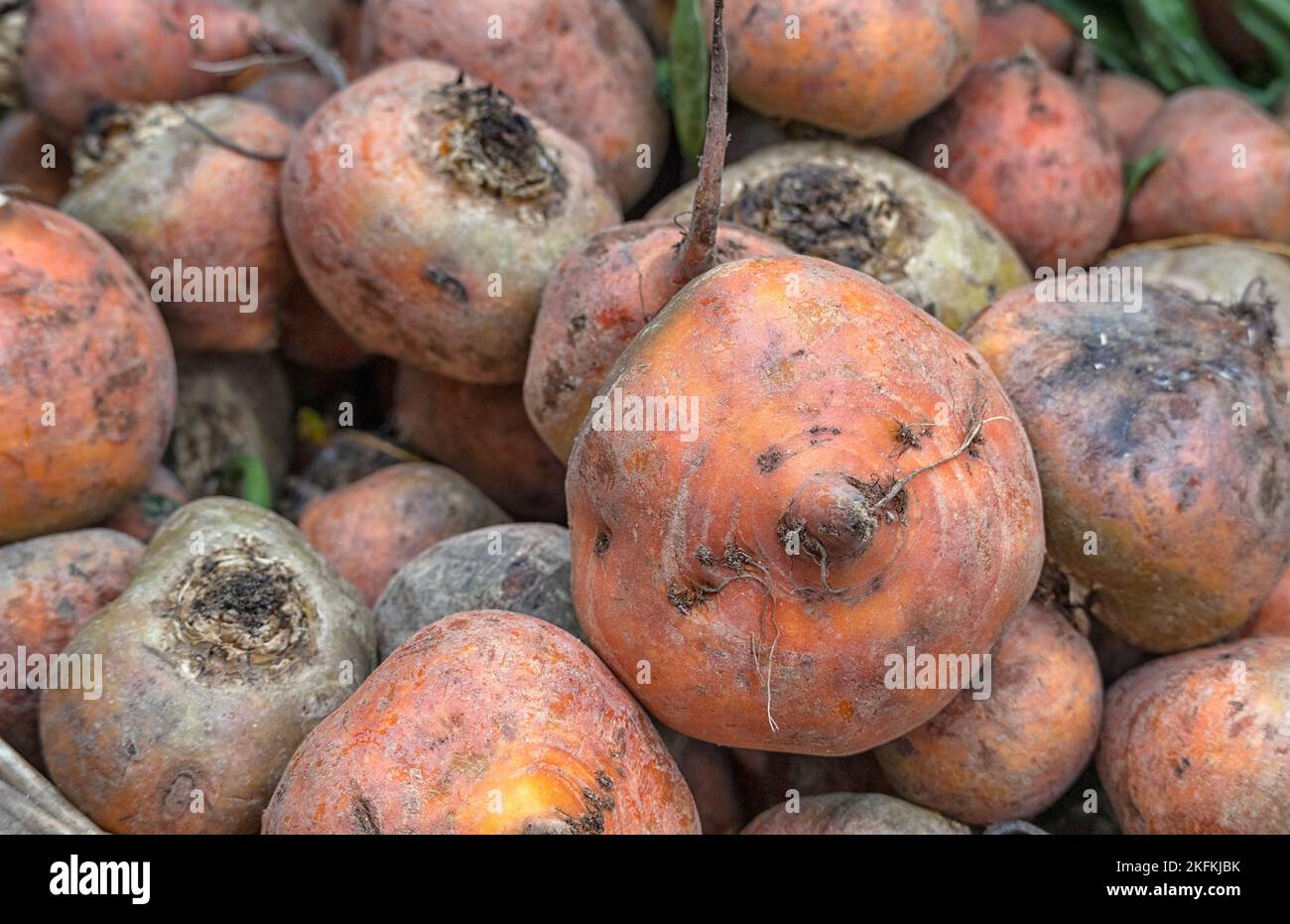 Golden beetroots market hi-res stock photography and images - Alamy