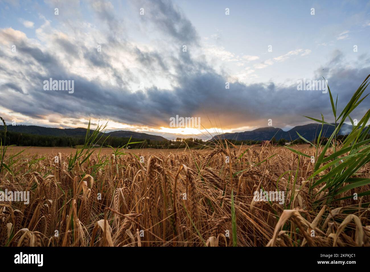 A beautiful shot of a wheat field during a sunset in cloudy weather ...