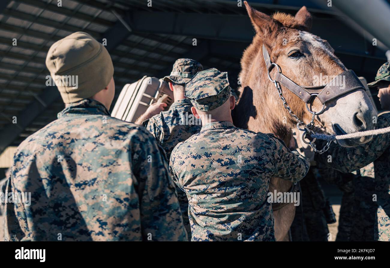 U.S. Marines with Marine Corps Mountain Warfare Training Center (MCMWTC ...