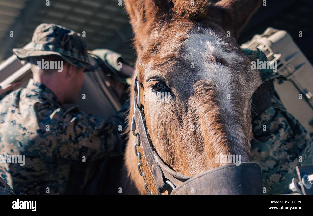 U.S. Marines with Marine Corps Mountain Warfare Training Center (MCMWTC ...