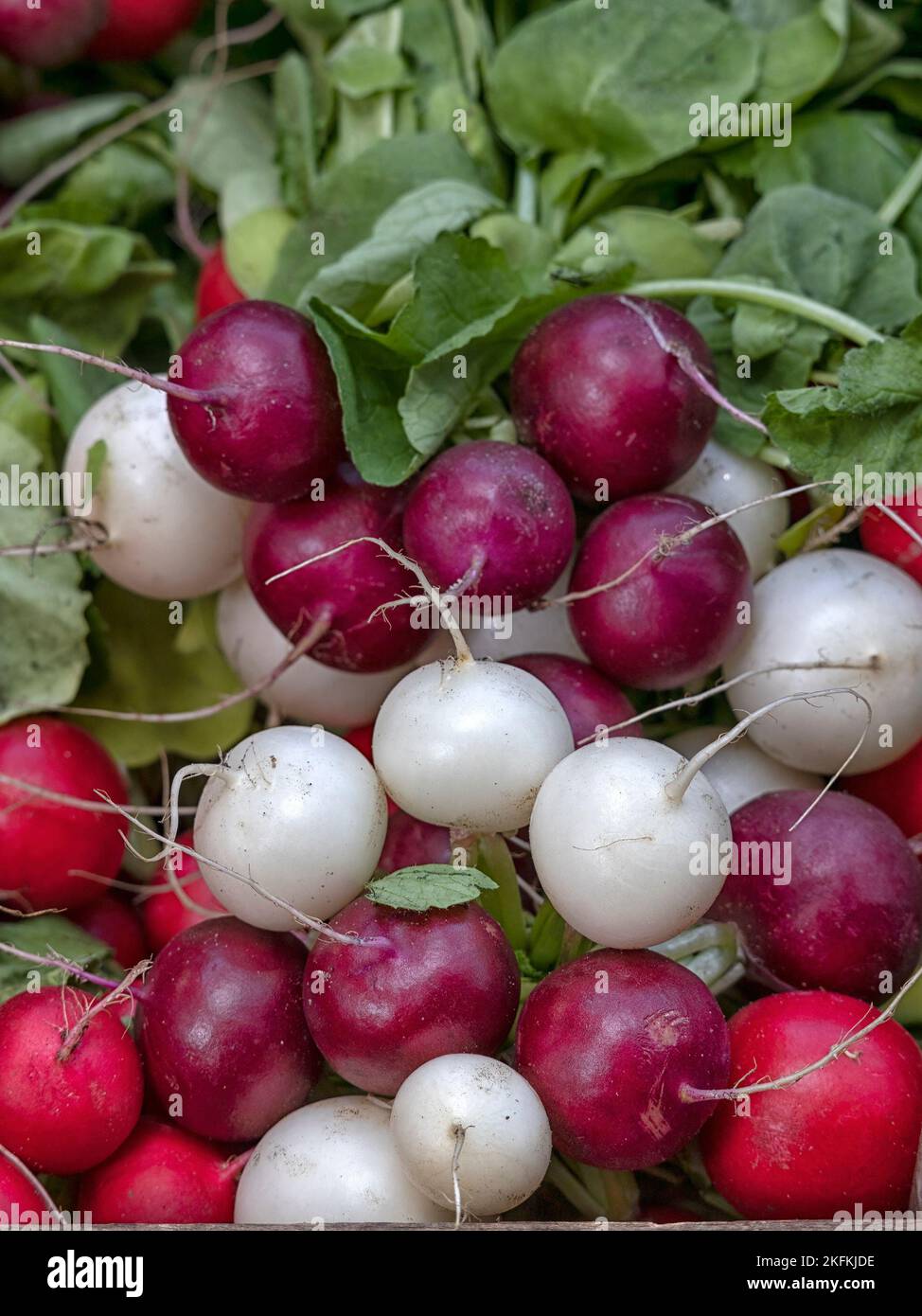 Bunch of mixed raw radishes at a greengrocer stall at a food market ...