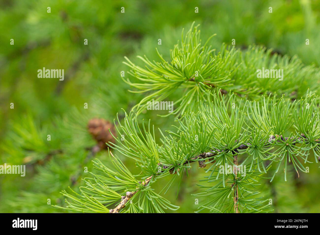 beautiful little cones on a larch branch Stock Photo - Alamy