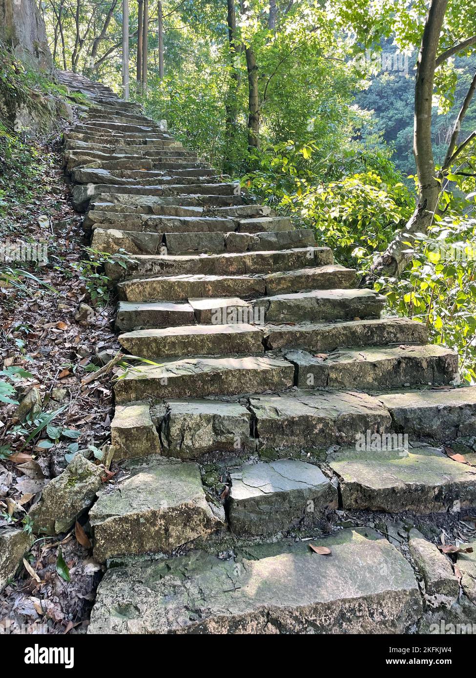 Stone steps through trees hi-res stock photography and images - Alamy