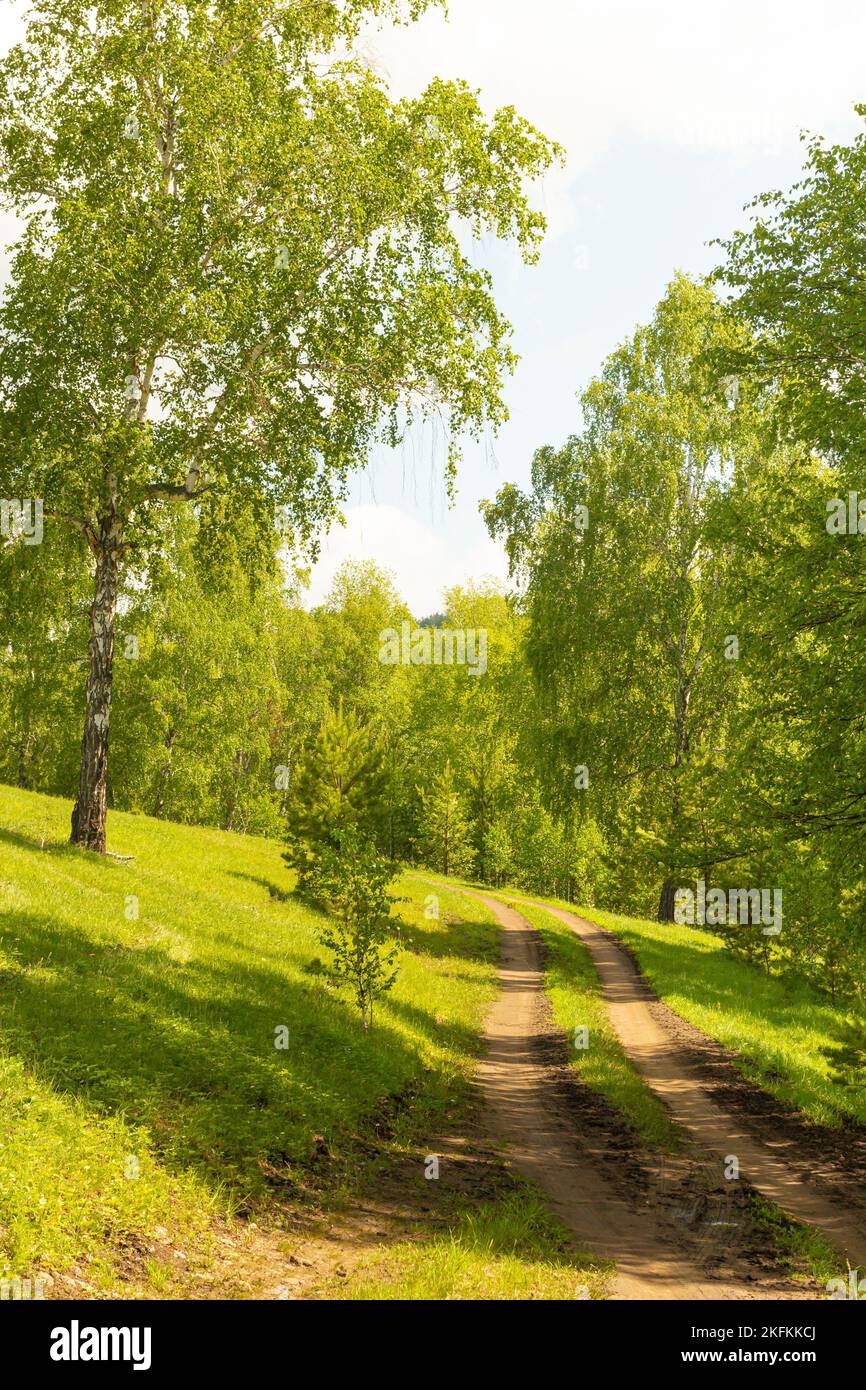 Green forest with a road going into the distance. Photo for backgrounds ...