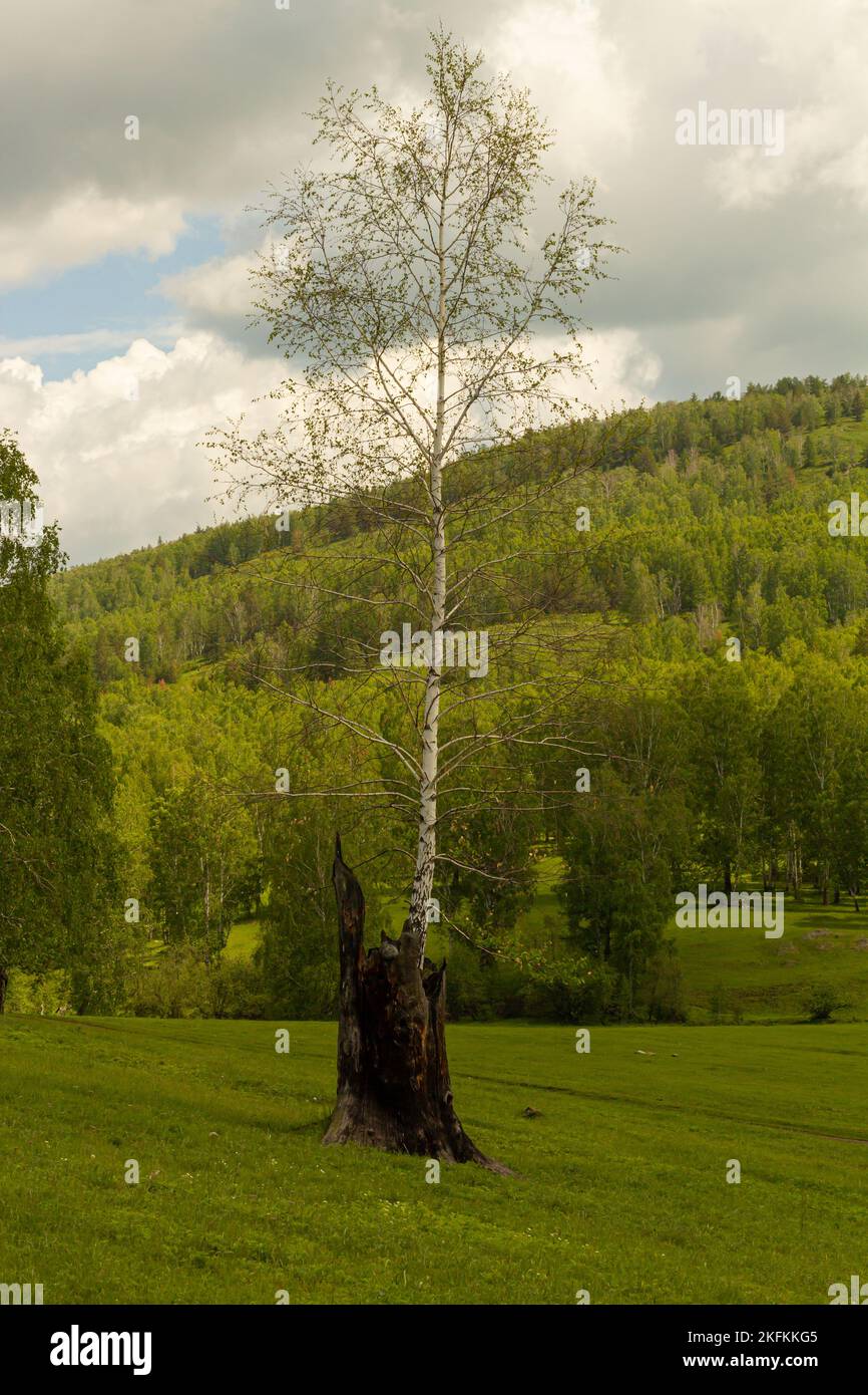 A view of a birch tree growing from an old burnt tree, against the ...