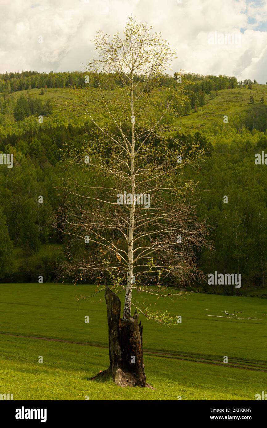 A view of a birch tree growing from an old burnt tree, against the ...