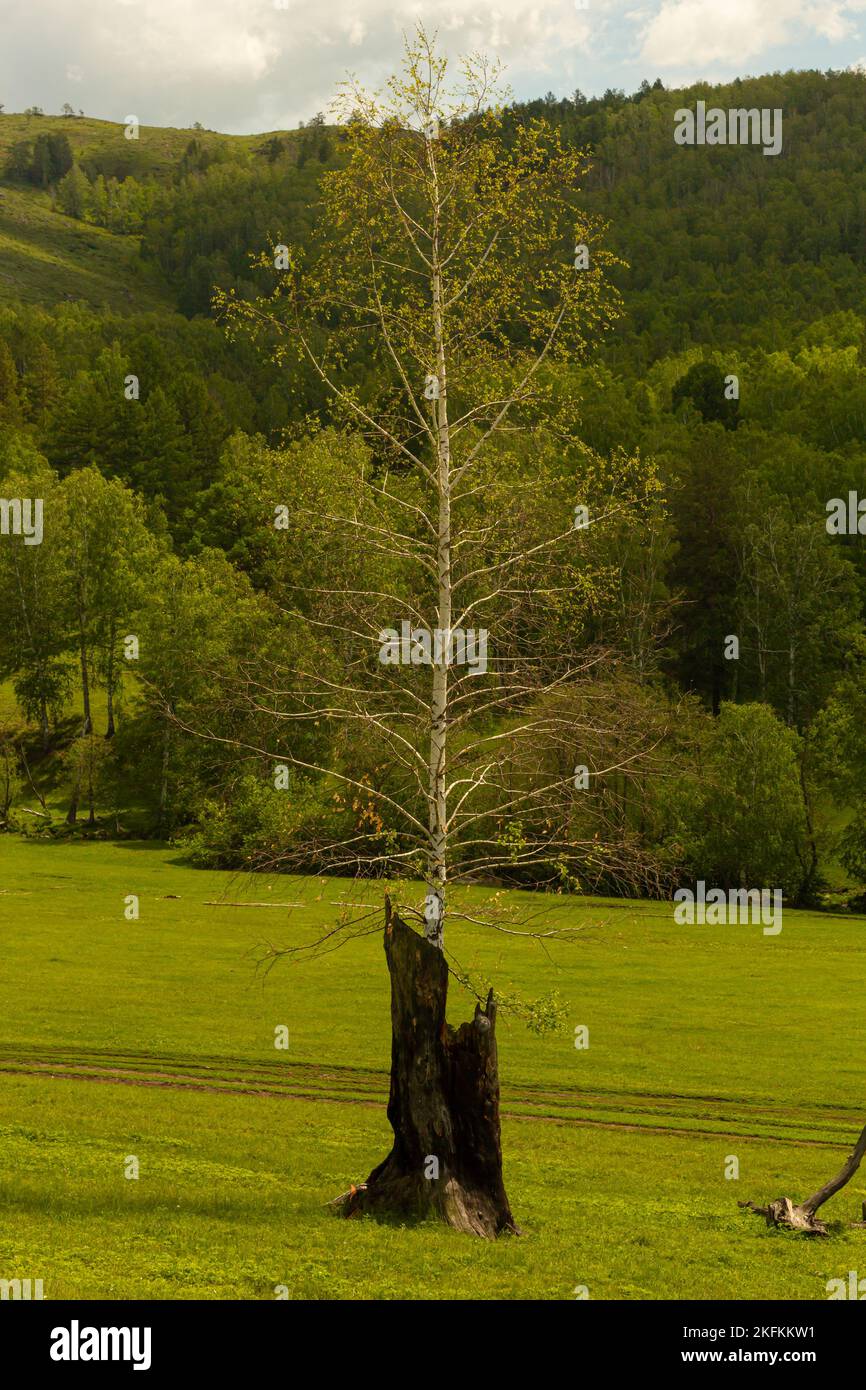 A view of a birch tree growing from an old burnt tree, against the ...