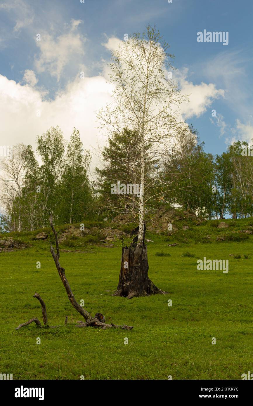 A view of a birch tree growing from an old burnt tree, against the ...