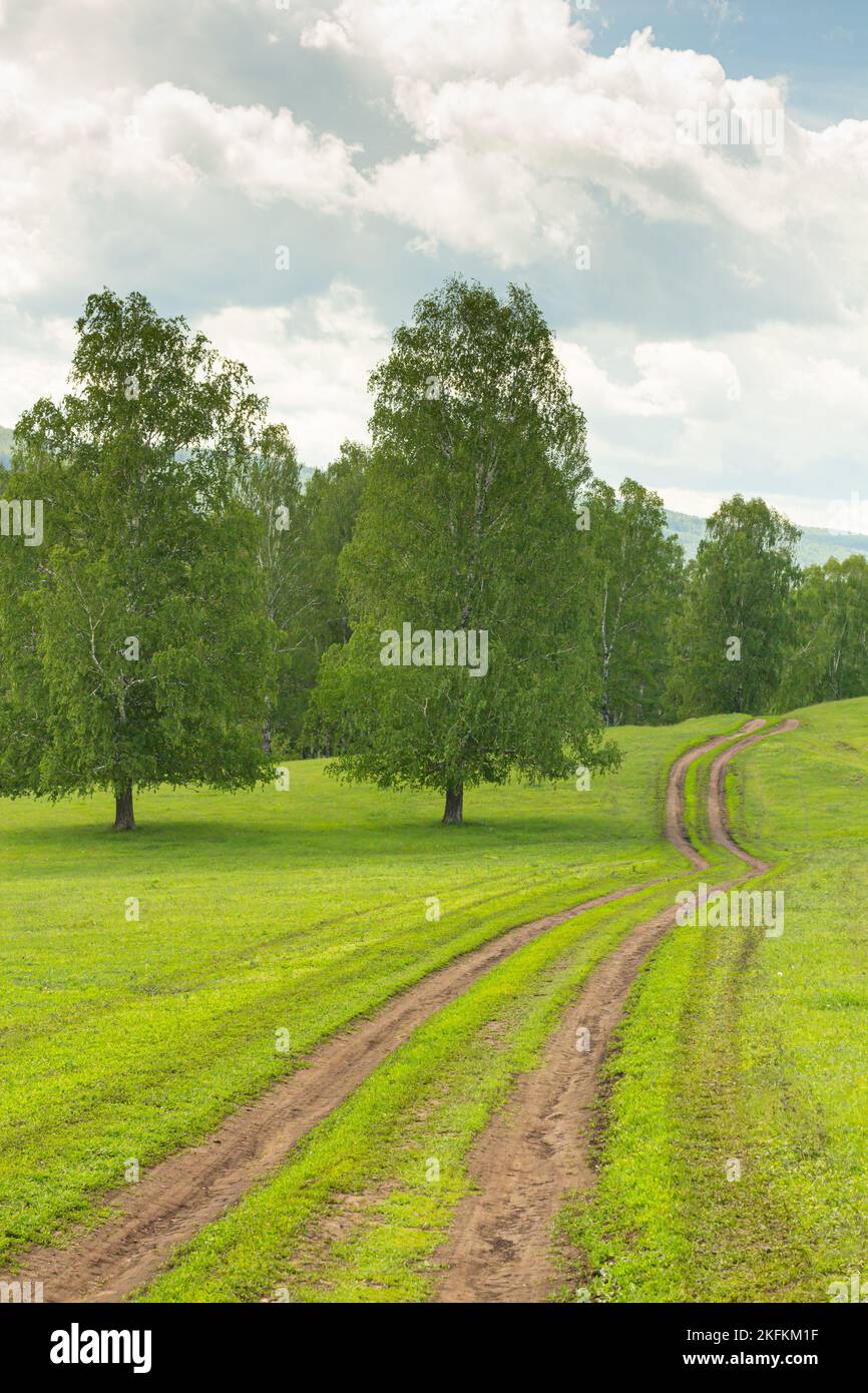 Green forest with a road going into the distance. Photo for backgrounds ...