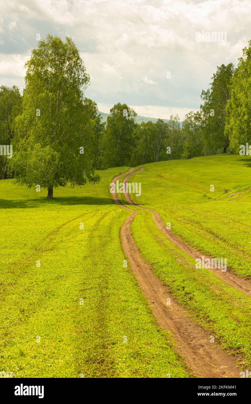 Green forest with a road going into the distance. Photo for backgrounds ...
