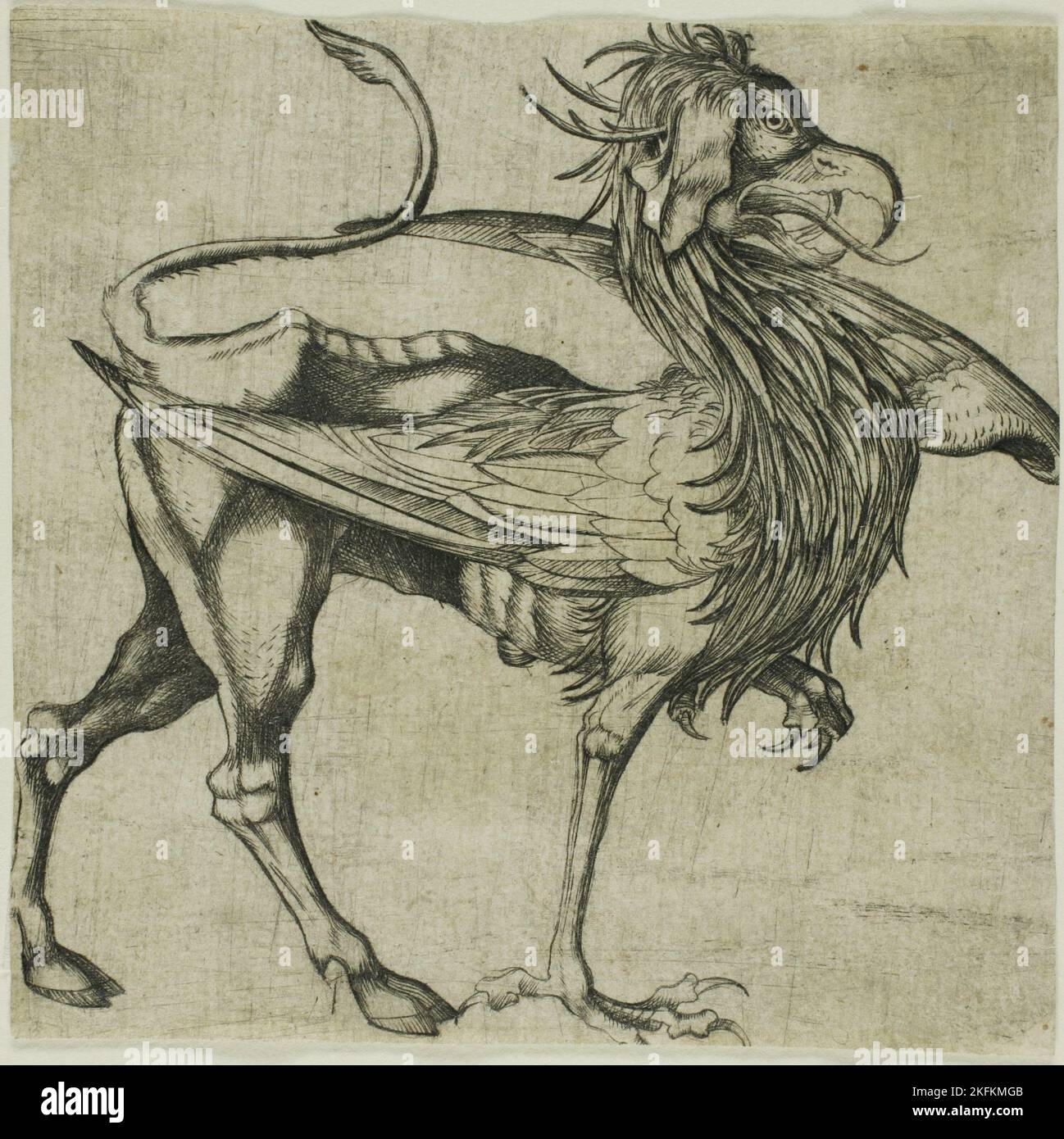 The Griffin, c. 1485 Stock Photo - Alamy