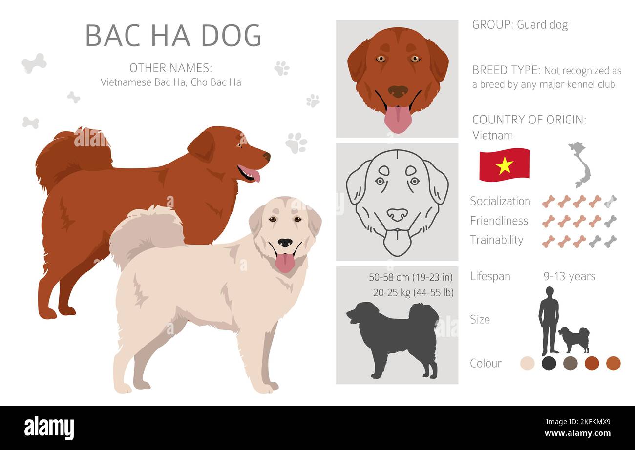 Bac Ha dog all colours clipart. Different coat colors and poses set ...