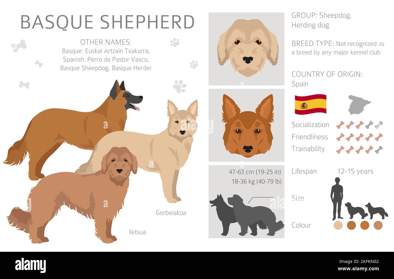 Basque Shepherd dog all colours clipart. Different coat colors and ...