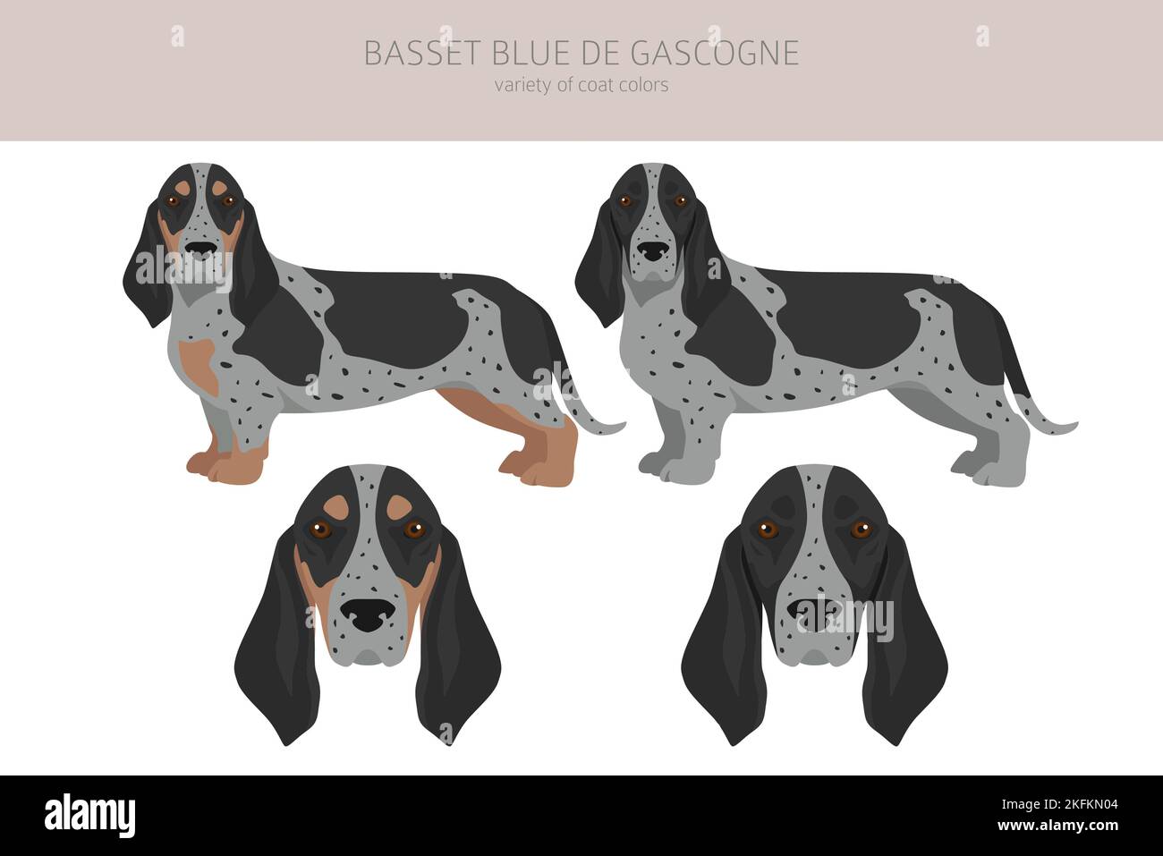 Basset Blue de Gascogne all colours clipart. Different coat colors and ...