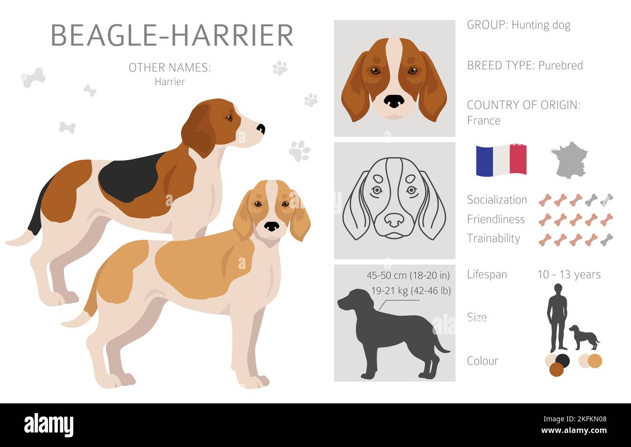 Beagle Harrier all colours clipart. Different coat colors and poses set ...