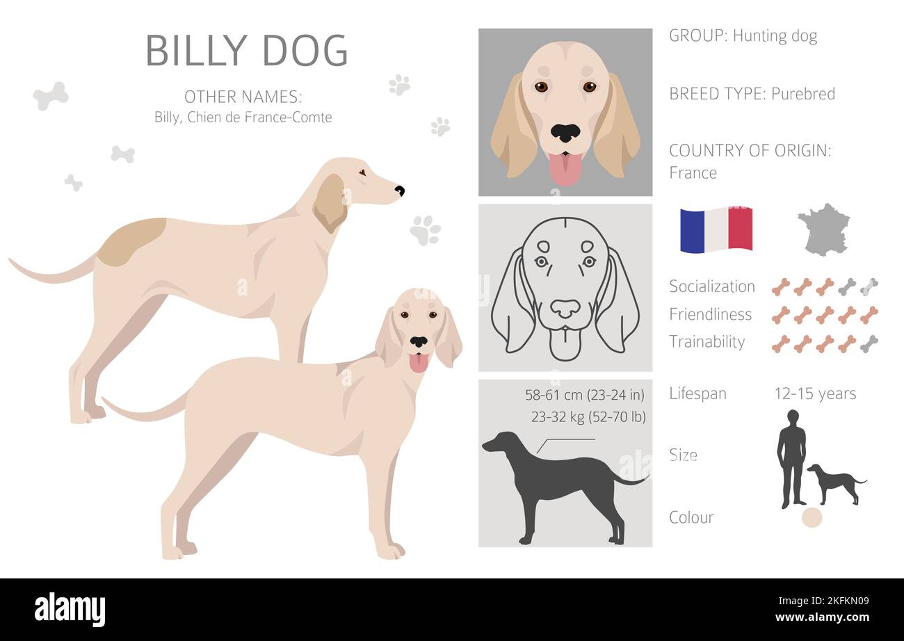 Billy dog clipart. Different coat colors and poses set. Vector ...